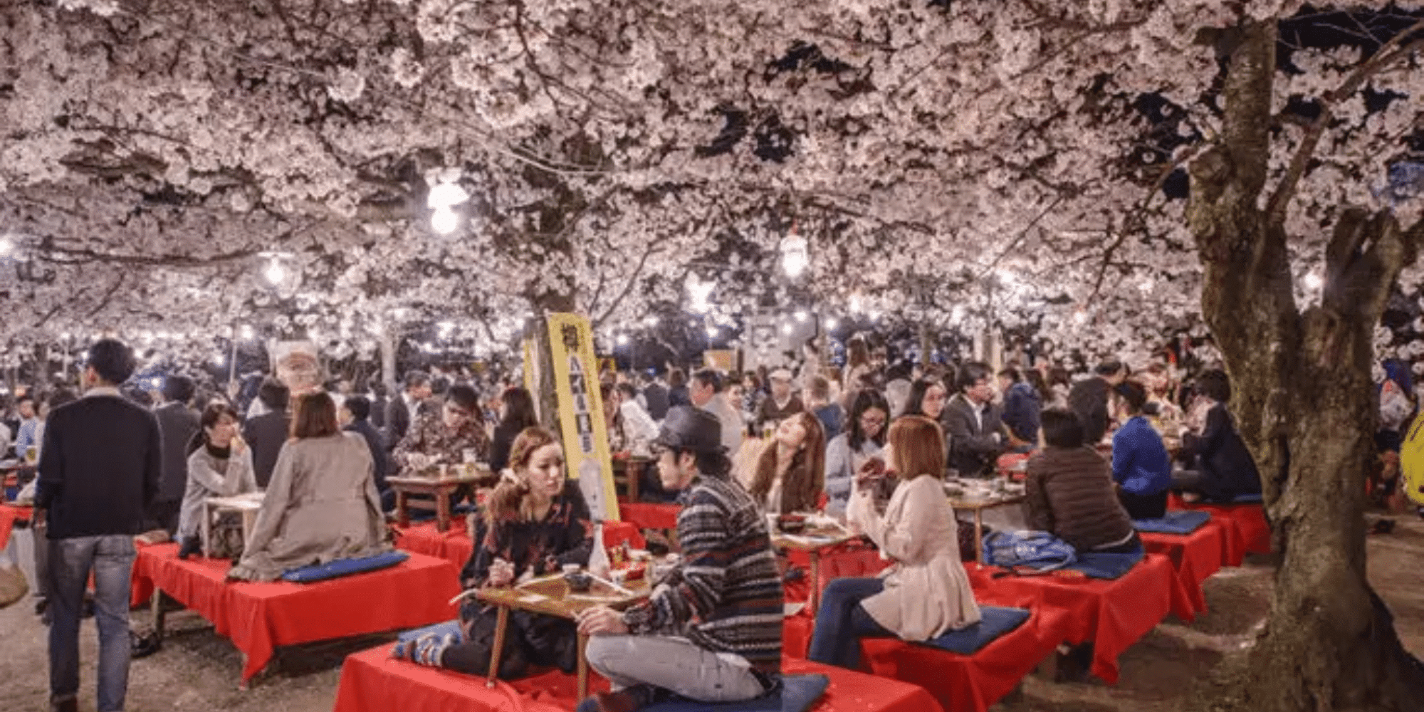 Festival das Cerejeiras em Flor do Japão 2026 - Jasumo