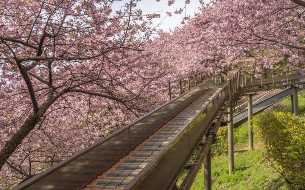 Matsuda Cherry Blossom Festival 2026 - Jasumo